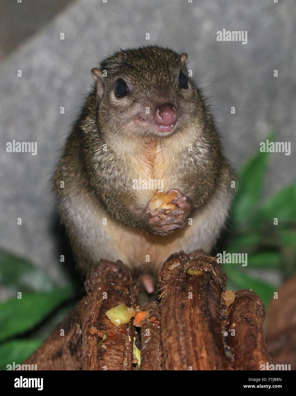 Southeast Asian Common Tree Shrew (Tupaia glis) feeding on fruit ...
