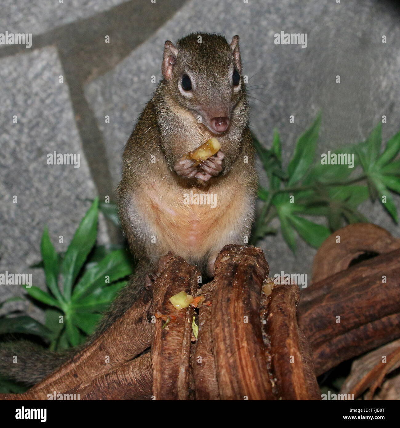 Southeast Asian Common Tree Shrew (Tupaia glis) feeding on fruit ...