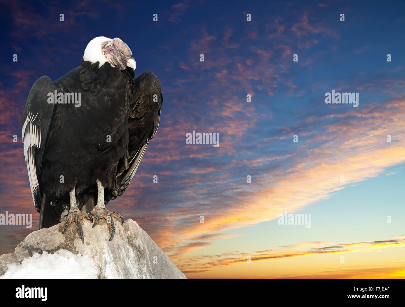 Andean condor sitting on rock against sunset sky background Stock Photo ...