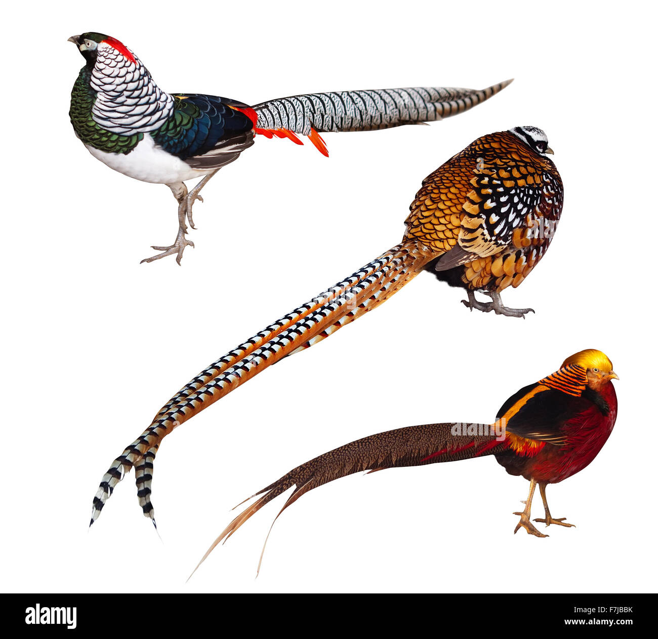 Set of Pheasant birds. Isolated over white background. It's Lady ...