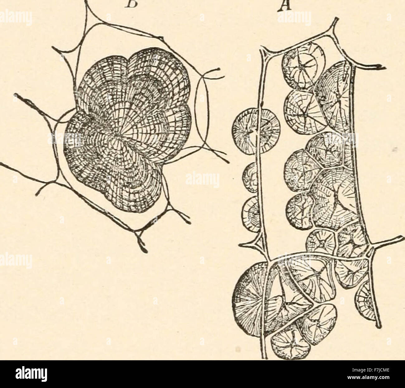 Elements of plant anatomy Stock Photo - Alamy