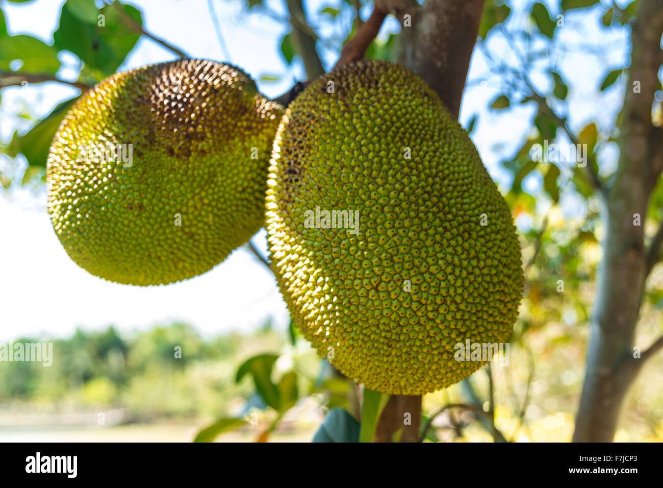 Jackfruit on the tree Stock Photo - Alamy