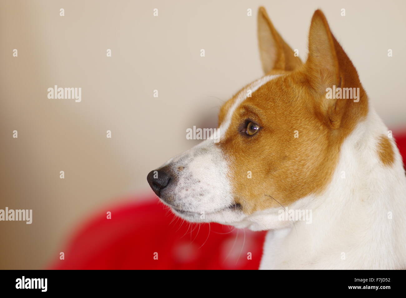 Side view groomed dog hi-res stock photography and images - Alamy
