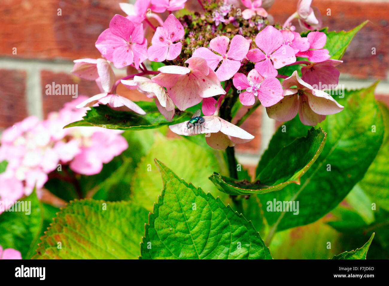 HYDRANGEA WITH GREEN BOTTLE FLY Stock Photo - Alamy