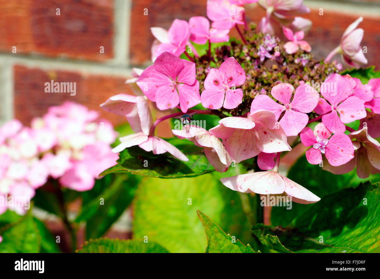 HYDRANGEA WITH A HOUSE FLY Stock Photo - Alamy