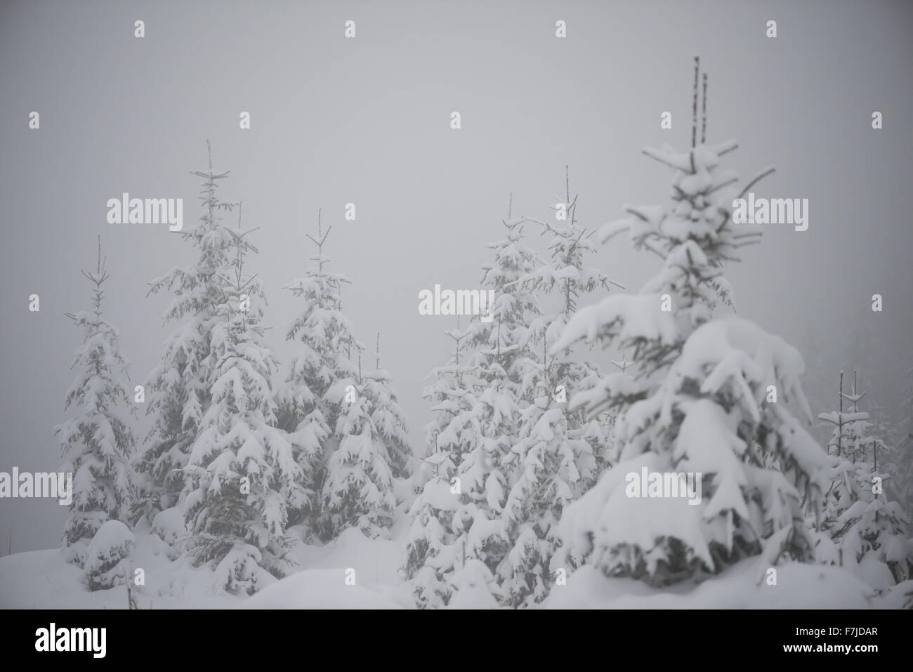 christmas evergreen spruce pine tree in nature covered with fresh snow ...