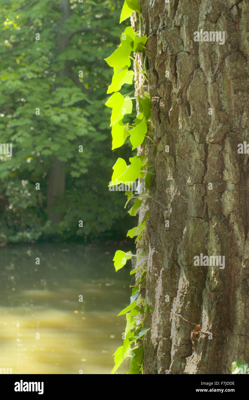 View of section of mature oak tree beside the lake at Forty Hall, Lea ...