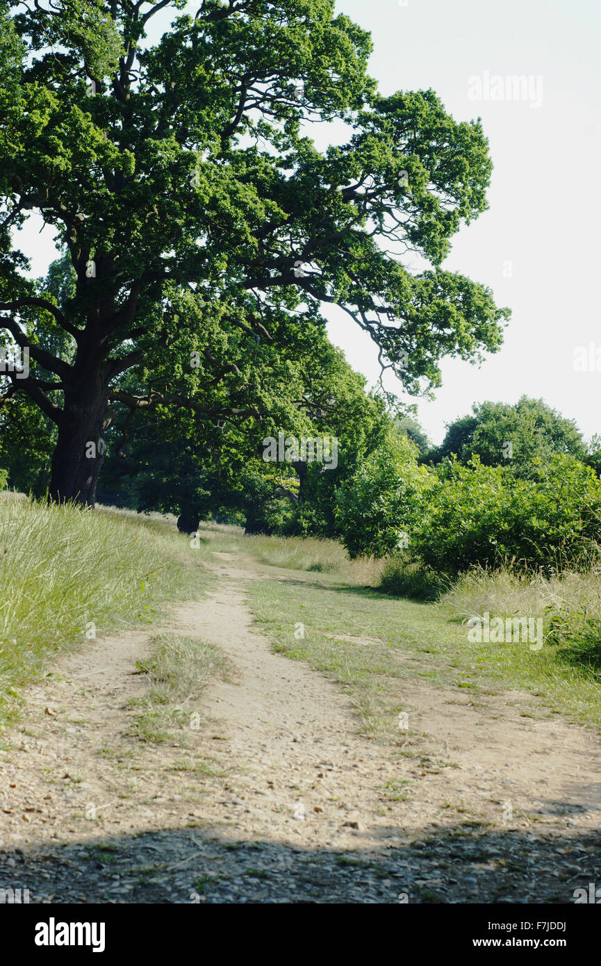 A well trodden track at Forty Hall, Lea Valley, Enfield, UK Stock Photo ...