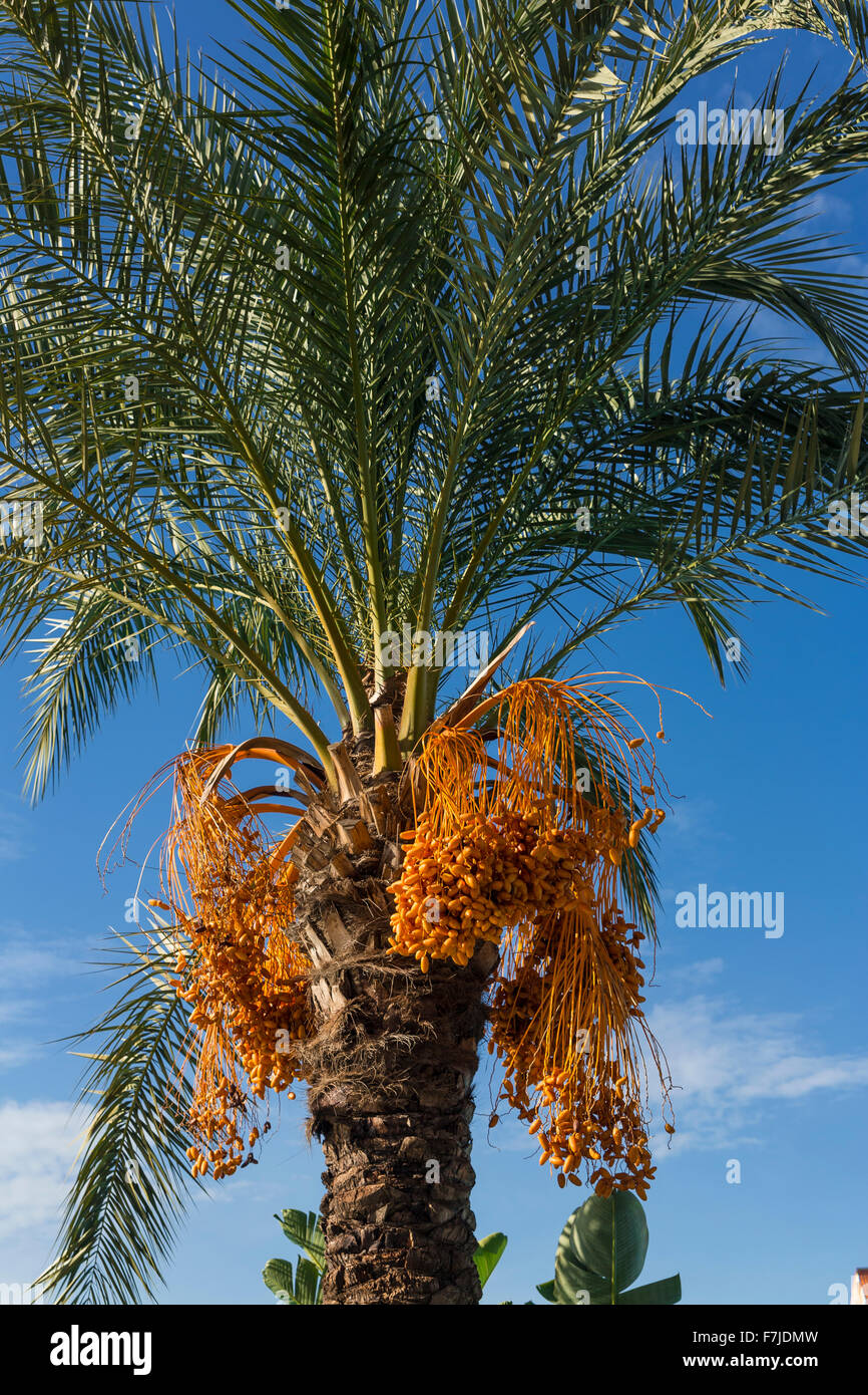 Date Palm Tree Stock Photo - Alamy