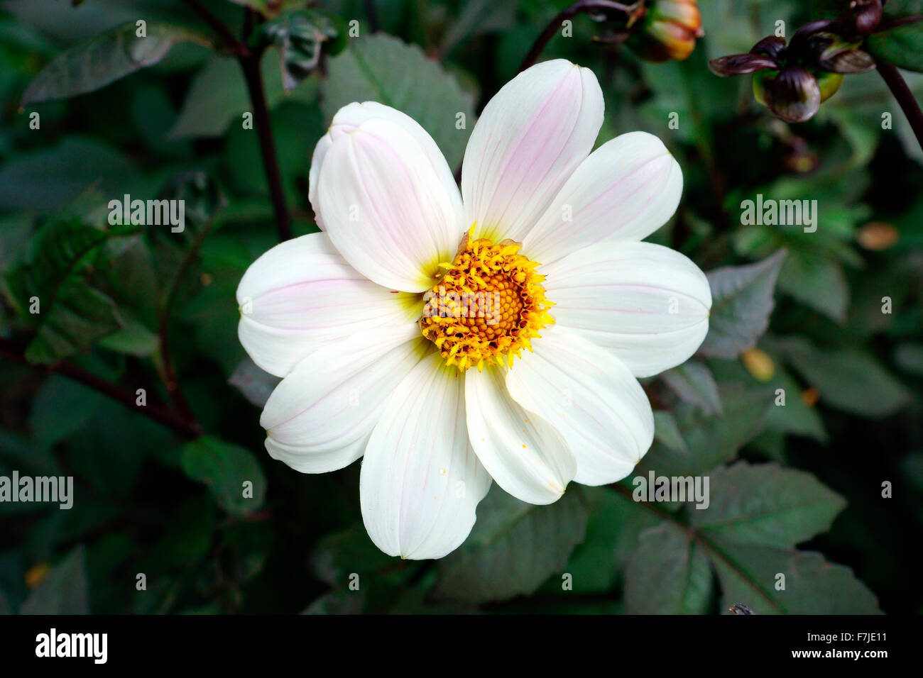 TWYNINGS AFTER EIGHT FLOWER IN BLOOM Stock Photo - Alamy