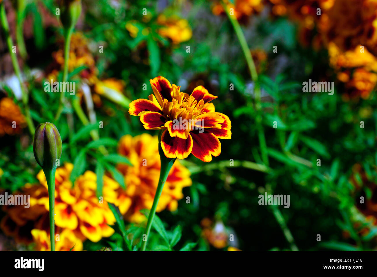 Marigold honeycomb hi-res stock photography and images - Alamy