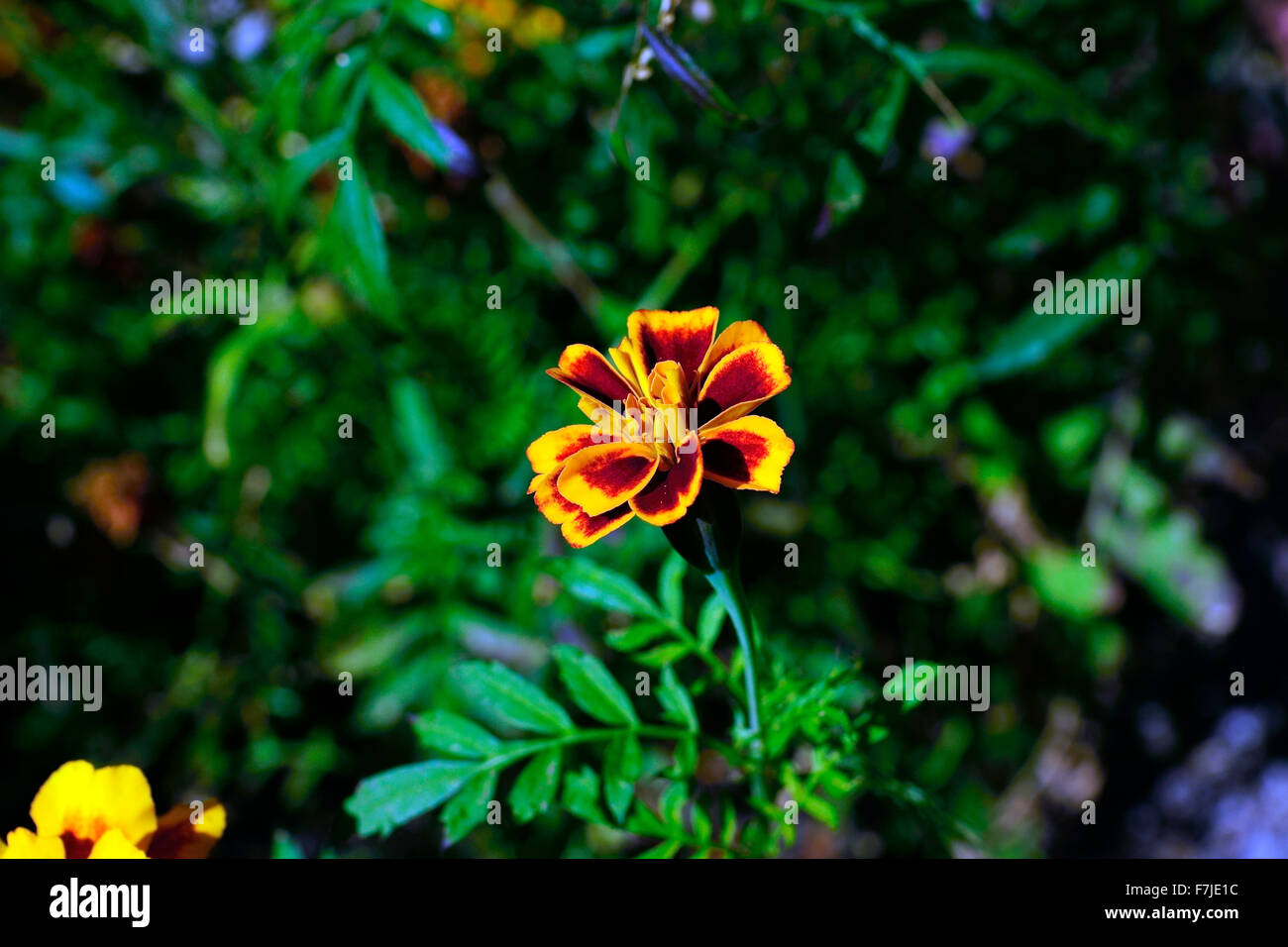 SMALL MARIGOLD FLOWER ON OWN Stock Photo - Alamy