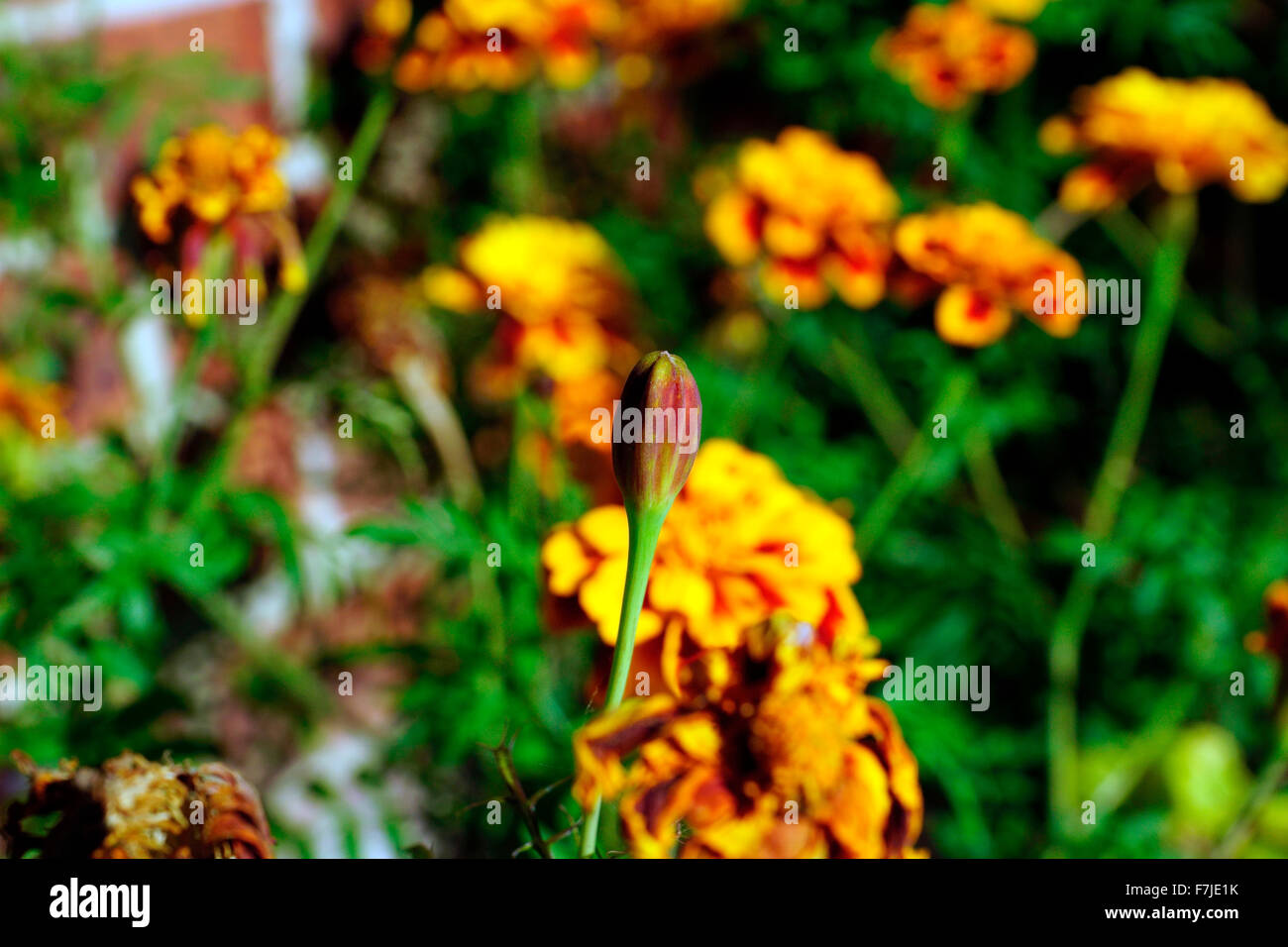 MARIGOLD BEFORE SPROUTING Stock Photo - Alamy