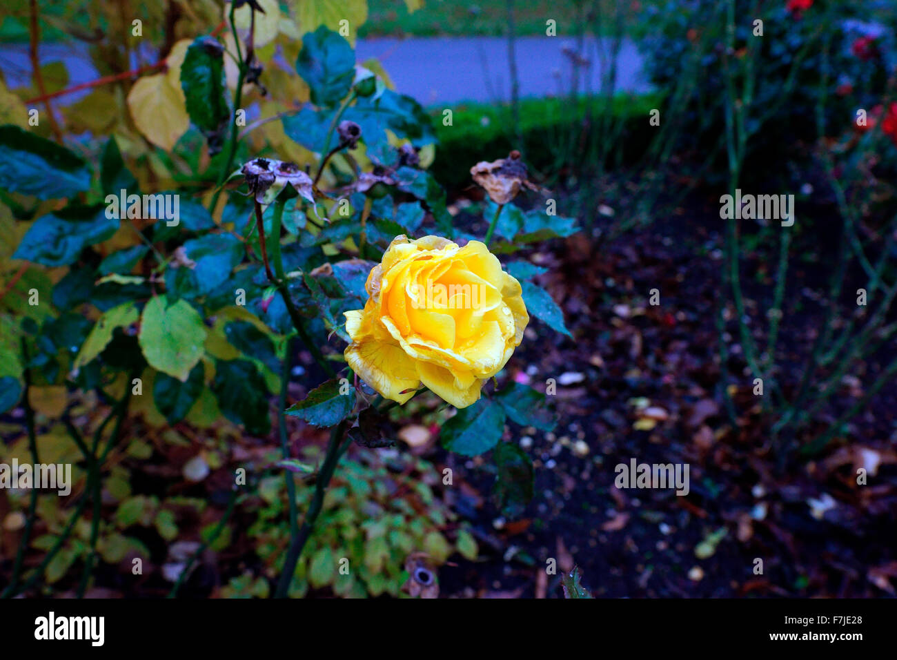 YELLOW ROSE AFTER RAIN Stock Photo - Alamy