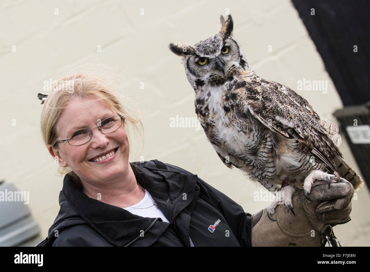 Female great horned owl hi-res stock photography and images - Alamy