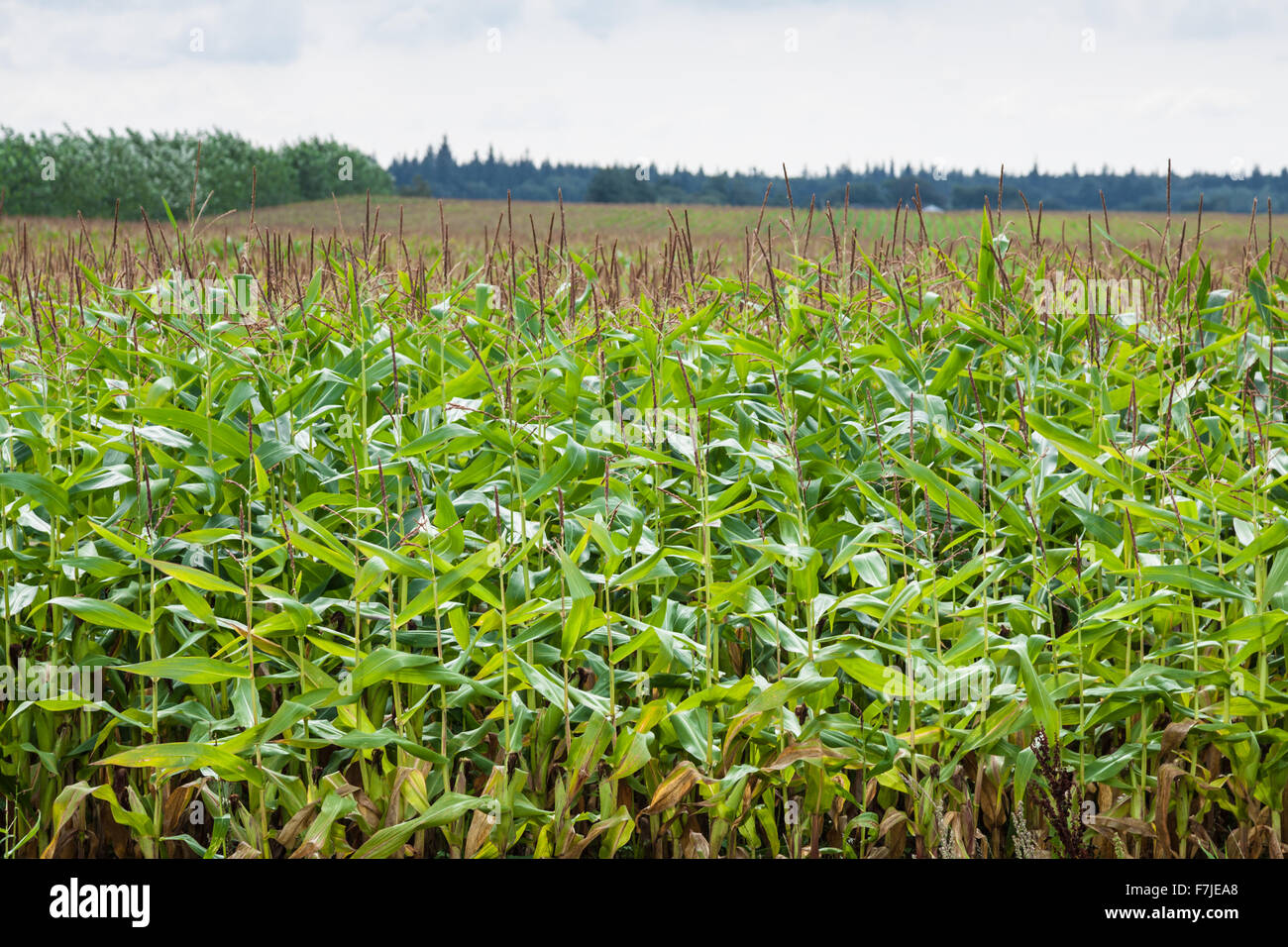 Green Corn field in the France Stock Photo - Alamy