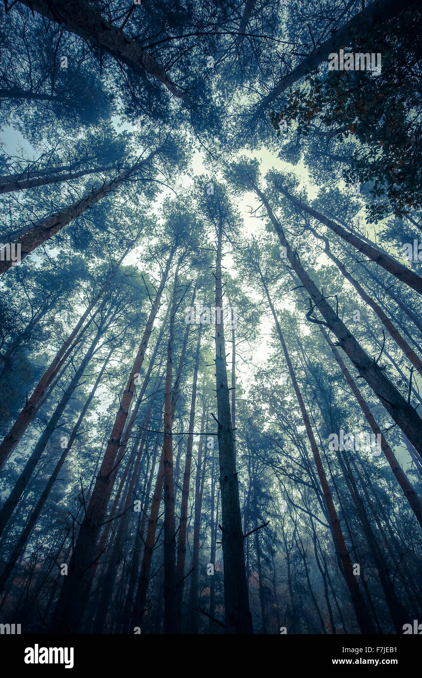 Tall Scary Trees High Resolution Stock Photography and Images - Alamy