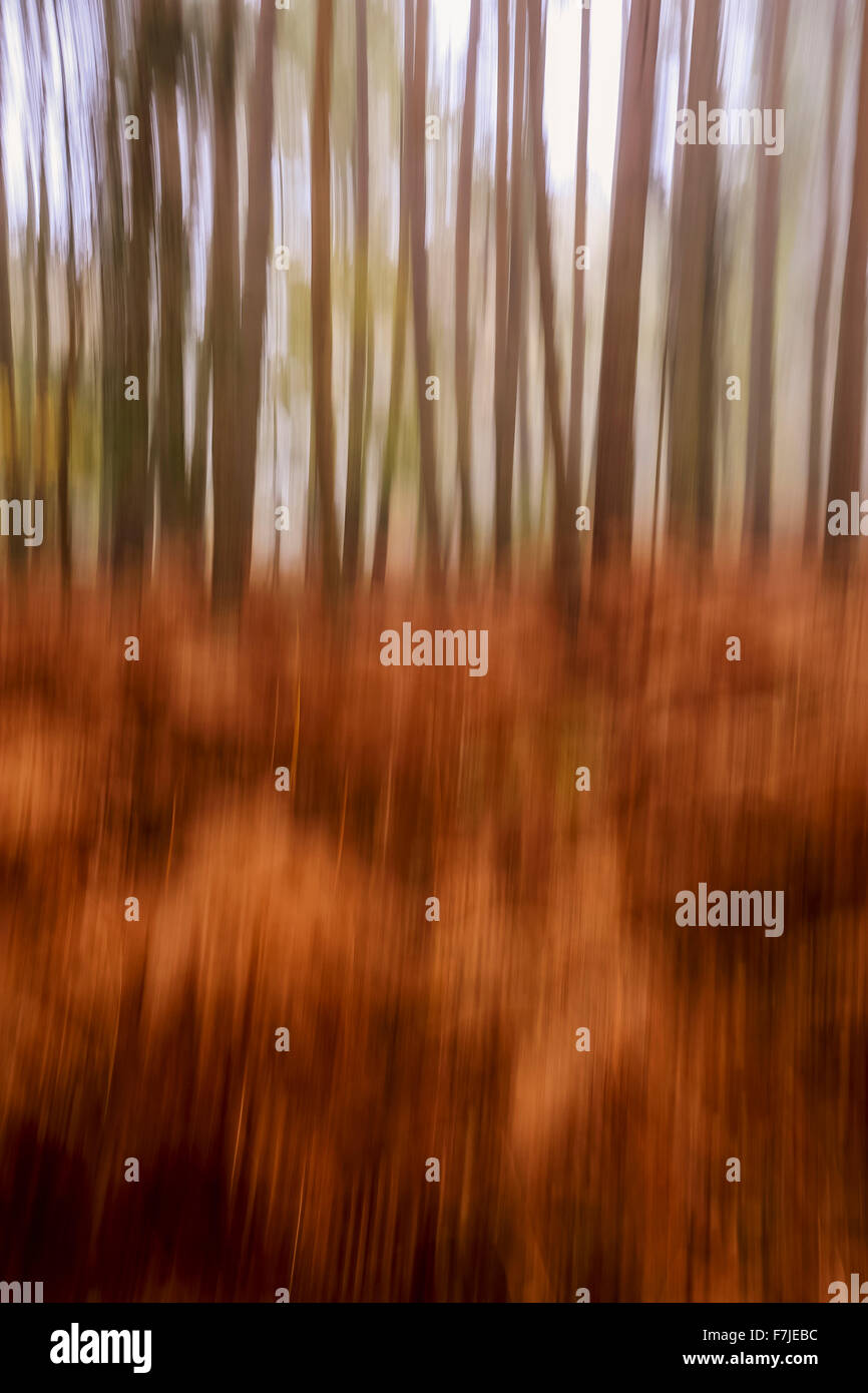 Tall scary trees hi-res stock photography and images - Alamy