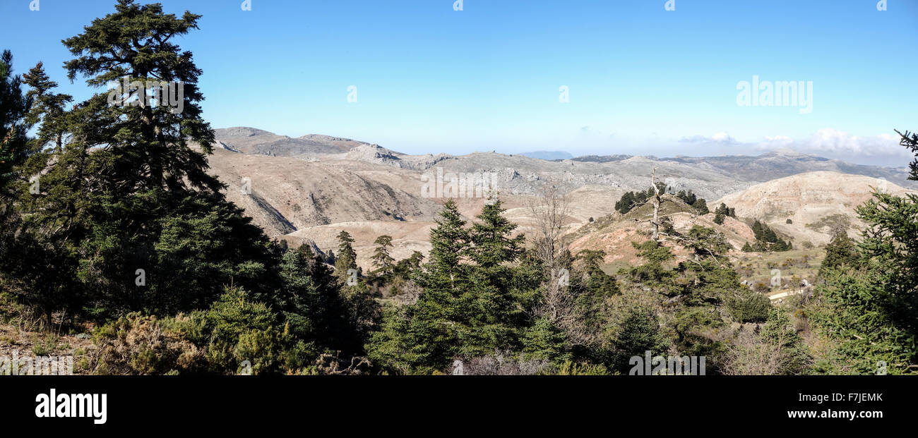 Spanish fir, Abies pinsapo in natural park Sierra de las Nieves ...