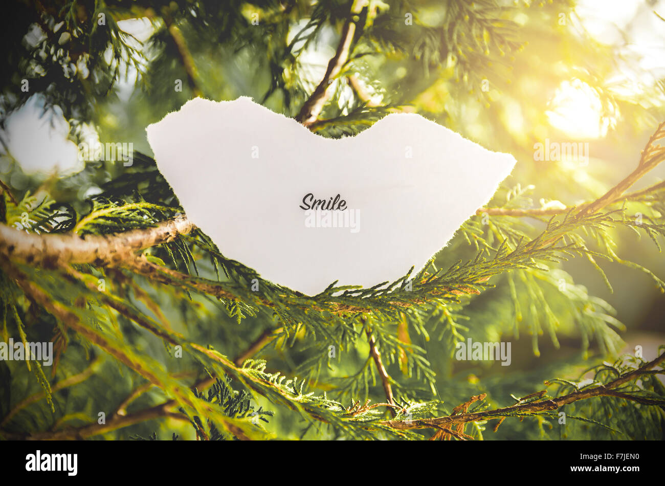 "smile" text in a pine tree in vintage colors Stock Photo - Alamy