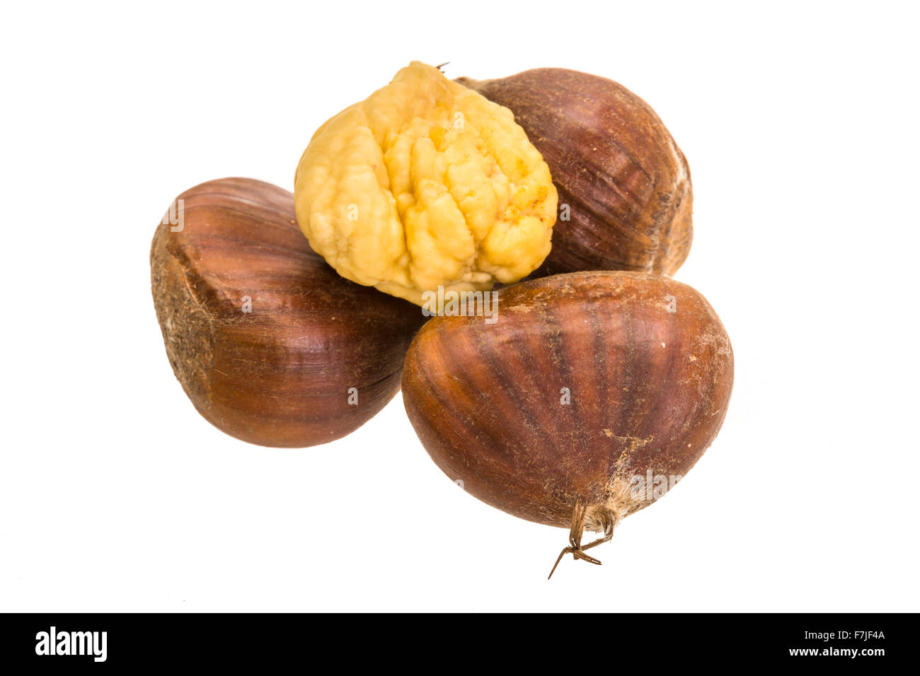 Chestnut isolated on white Stock Photo - Alamy