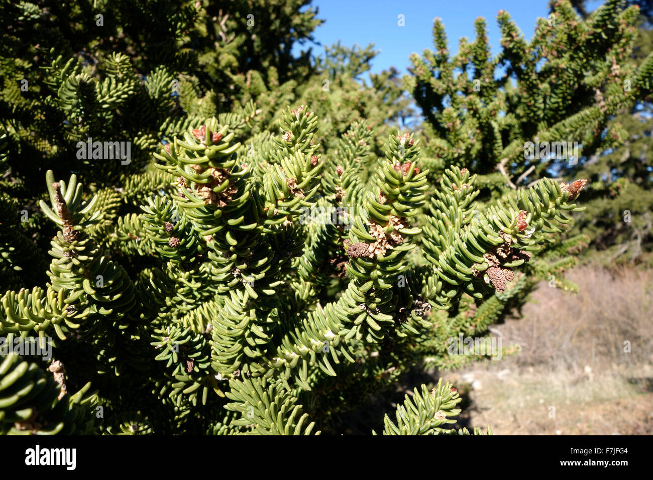 Close up of leaves and branches of Spanish fir, Abies pinsapo in ...