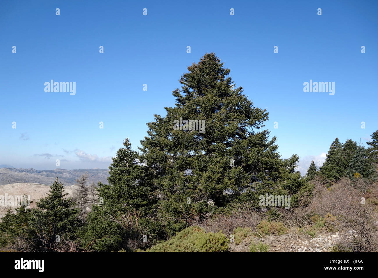 Spanish fir, Abies pinsapo in natural park Sierra de las Nieves ...