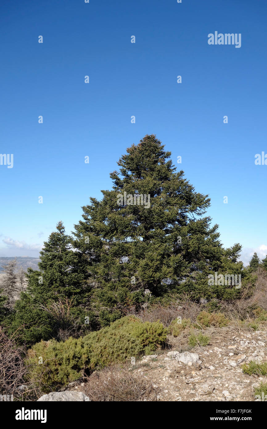 Spanish fir, Abies pinsapo in natural park Sierra de las Nieves ...