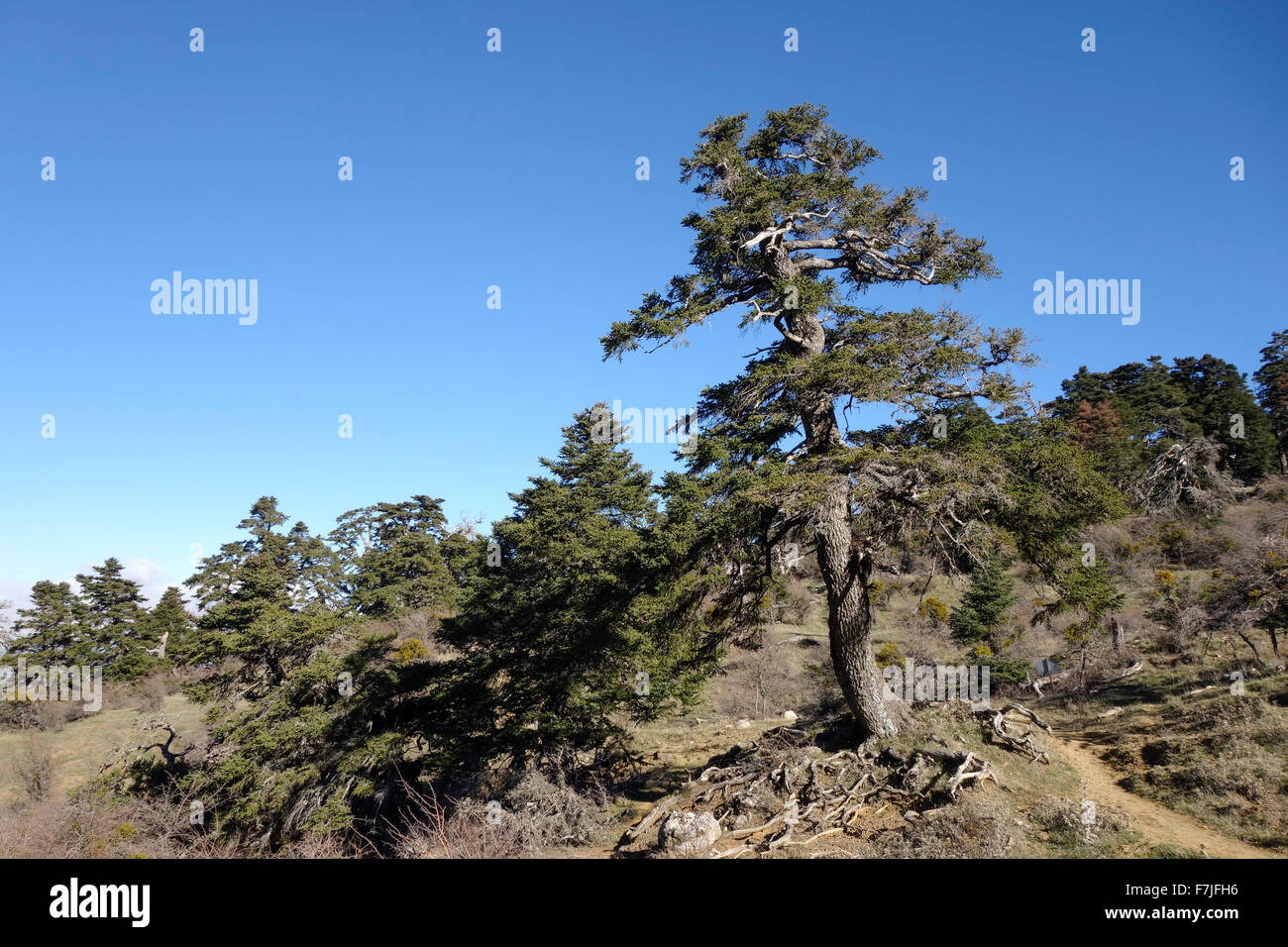 Spanish fir, Abies pinsapo in natural park Sierra de las Nieves ...
