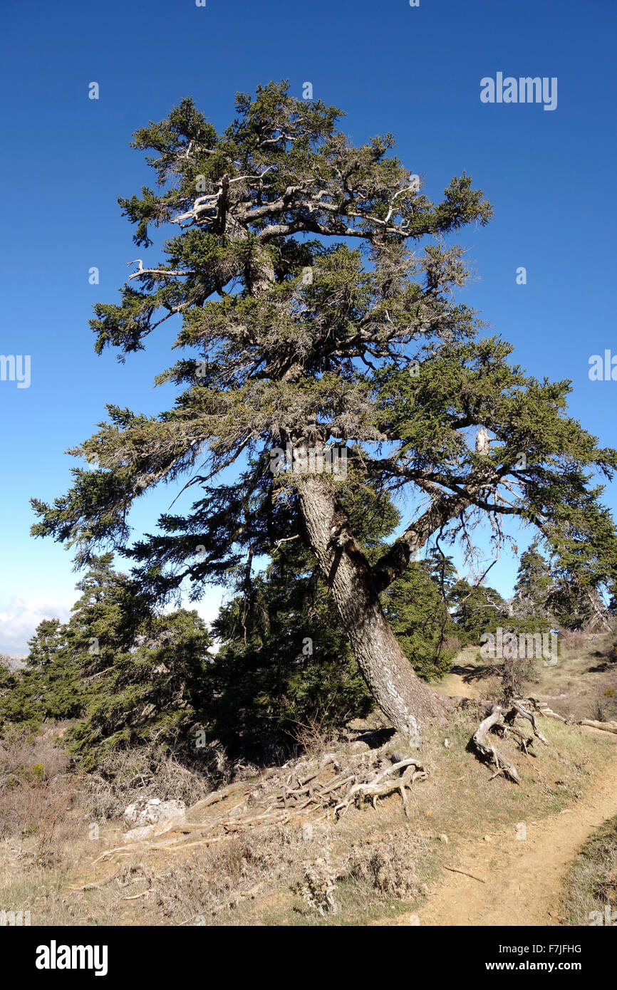 Spanish fir, Abies pinsapo in natural park Sierra de las Nieves ...