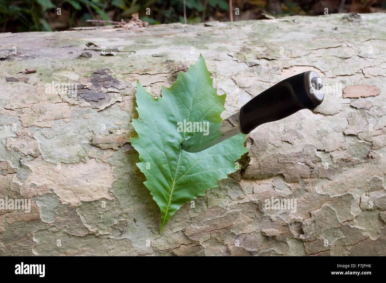 Stucked leaf hi-res stock photography and images - Alamy