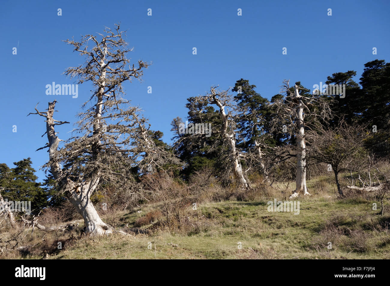 Dead malaga fir hi-res stock photography and images - Alamy