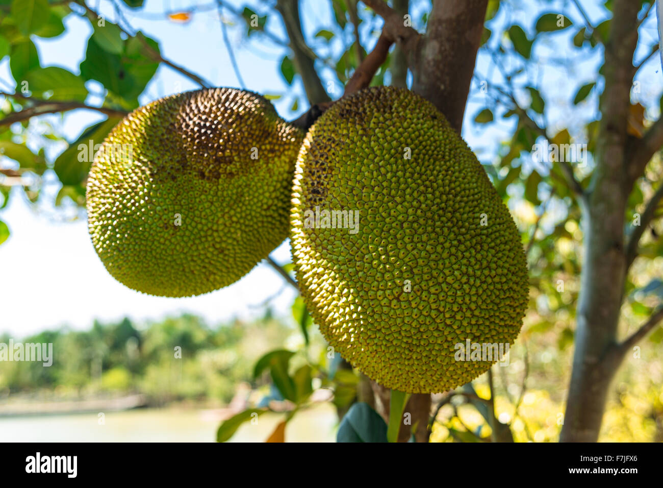 Jackfruit on the tree Stock Photo - Alamy