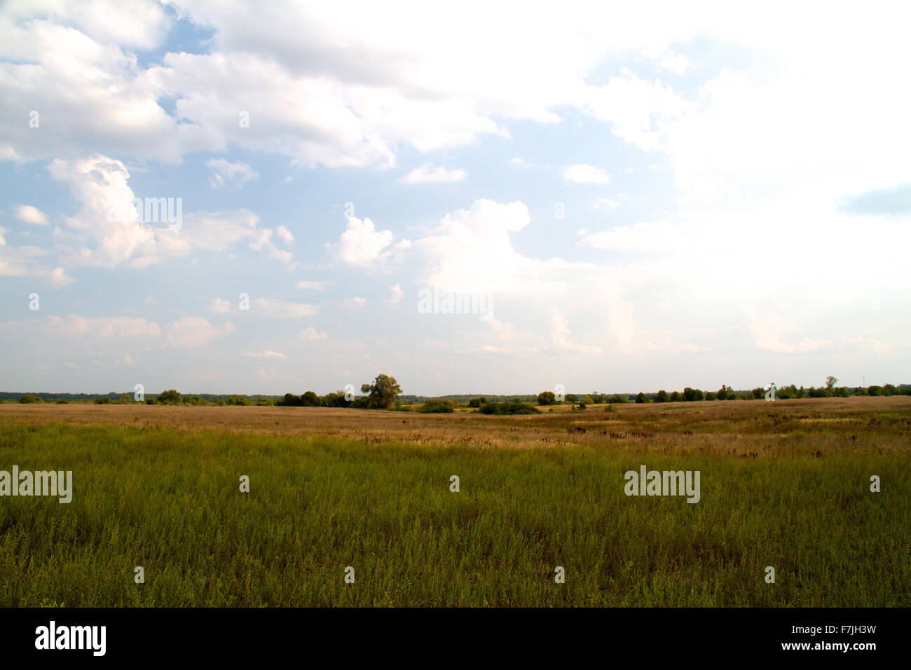 grass valley in forest during summer Stock Photo - Alamy