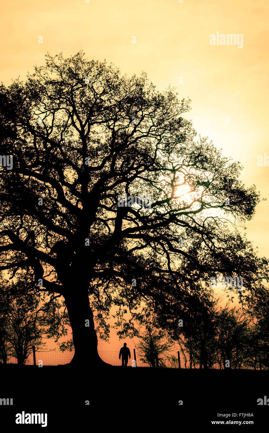 Watching waiting barren tree hi-res stock photography and images - Alamy