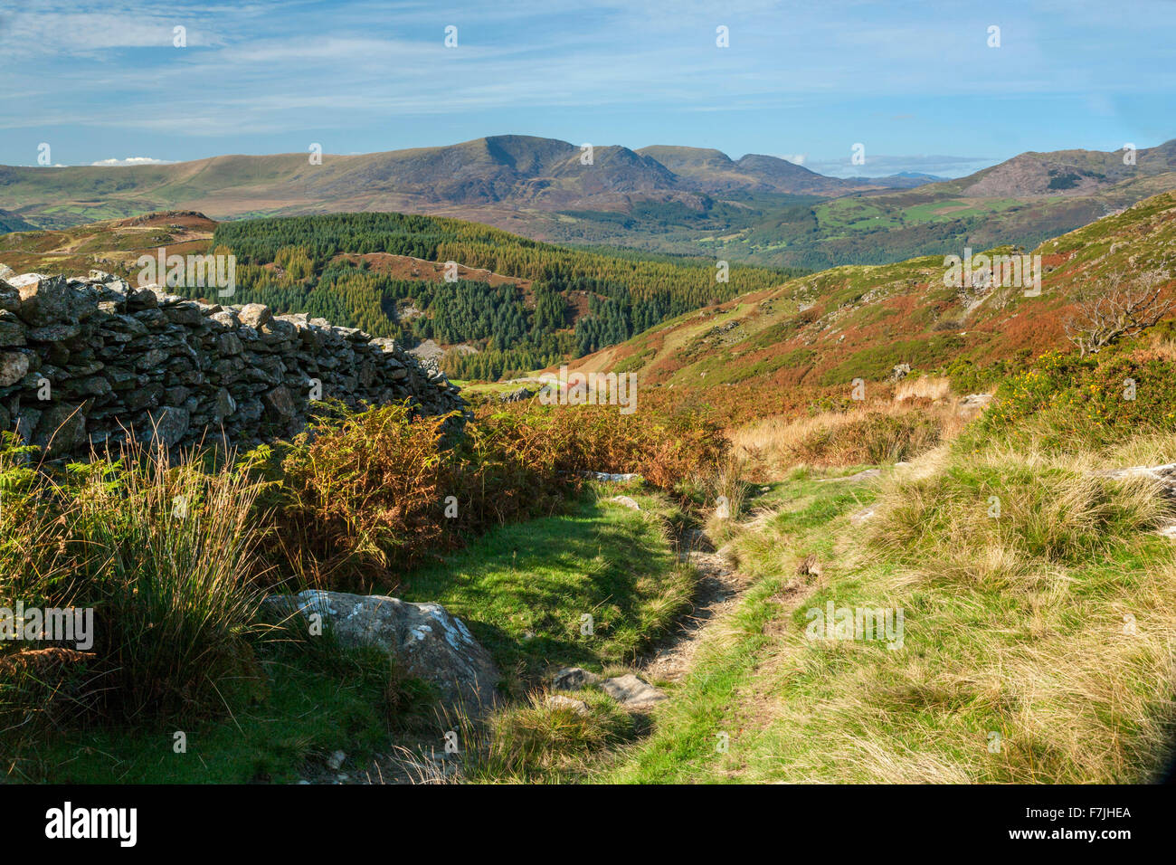 Fox's foot path rises up the side of Cader Idris through bracken and ...