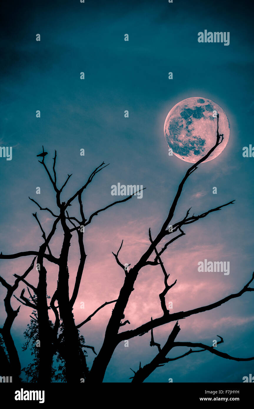 Full moon through stark dead tree Stock Photo - Alamy