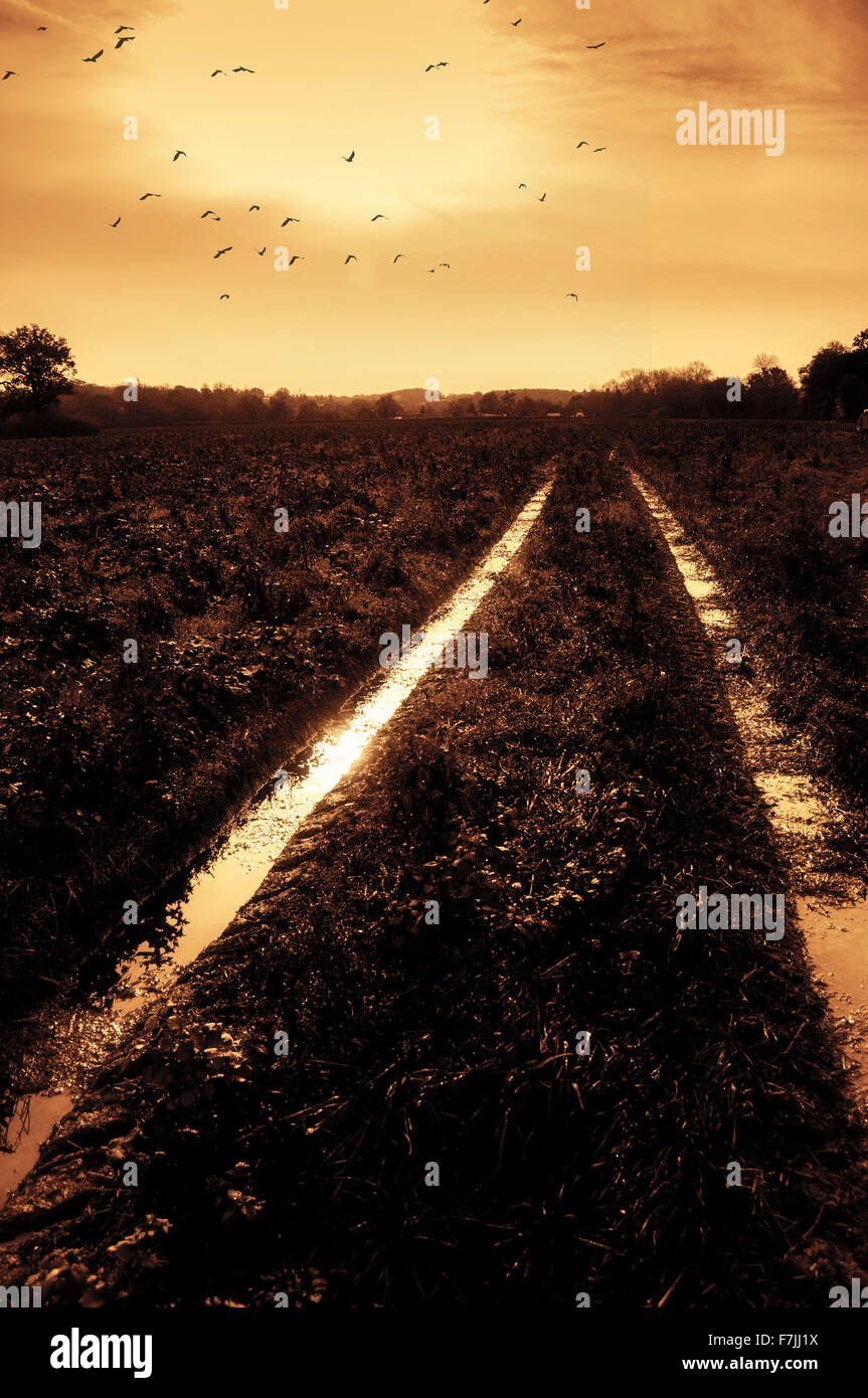 Wet farm field hi-res stock photography and images - Alamy