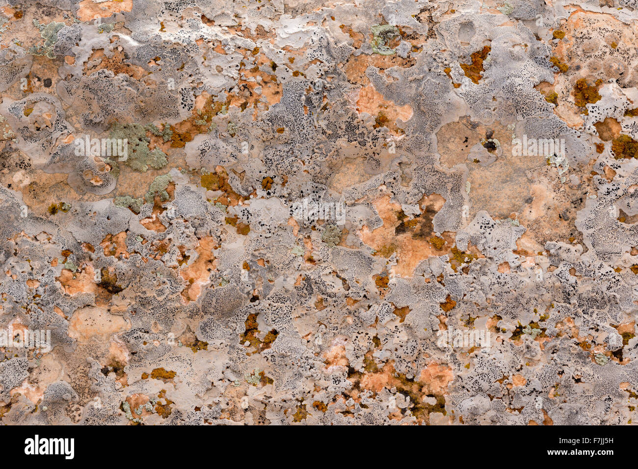Lichen covered rock, Muley Point, Utah Stock Photo - Alamy