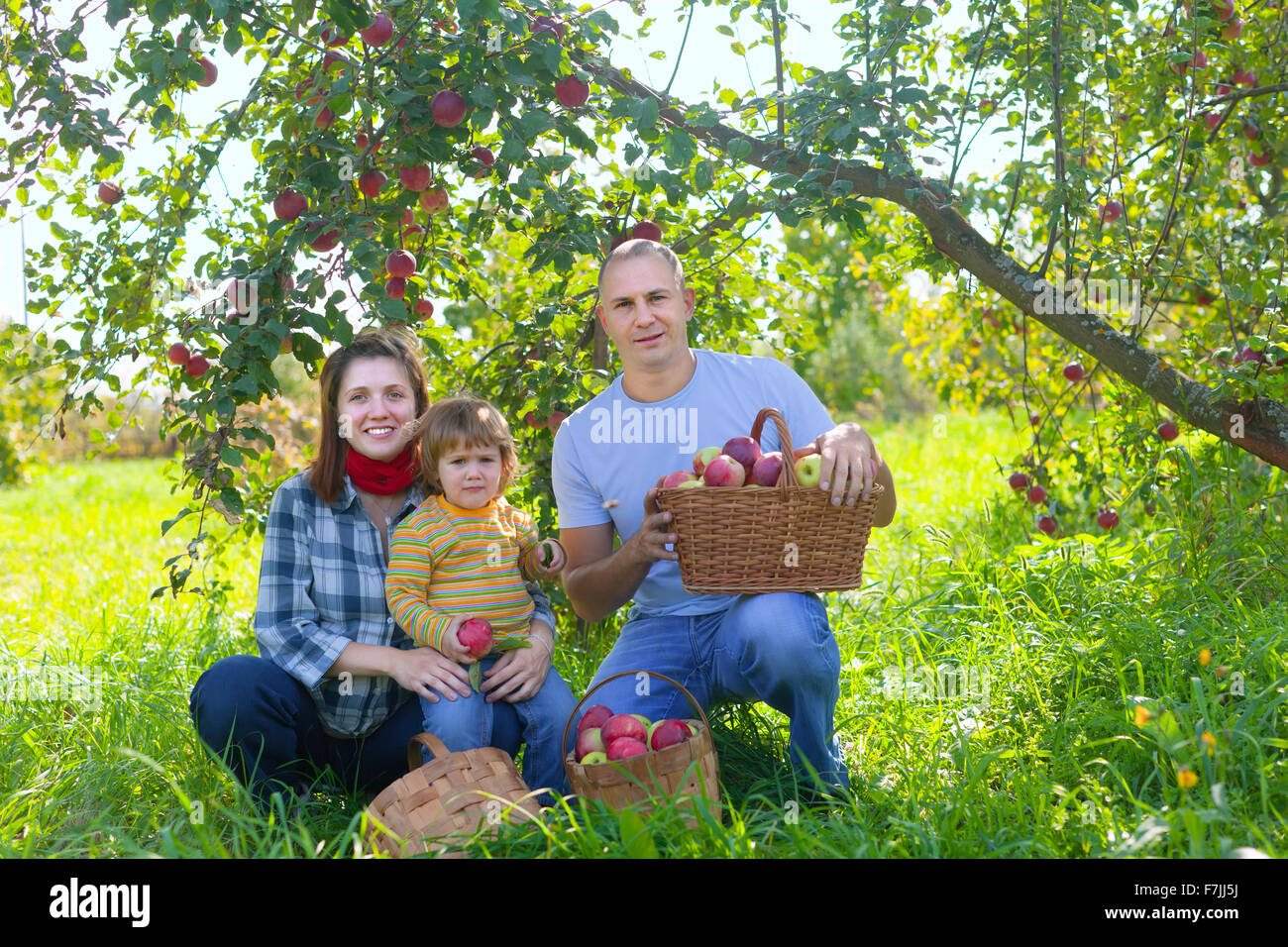 Happy family with apple harvest in orchard Stock Photo - Alamy