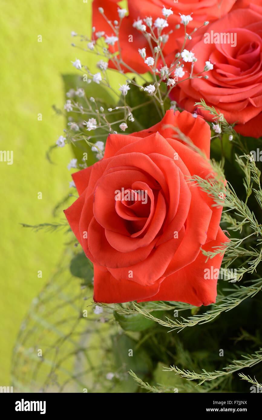Red roses vase hi-res stock photography and images - Alamy