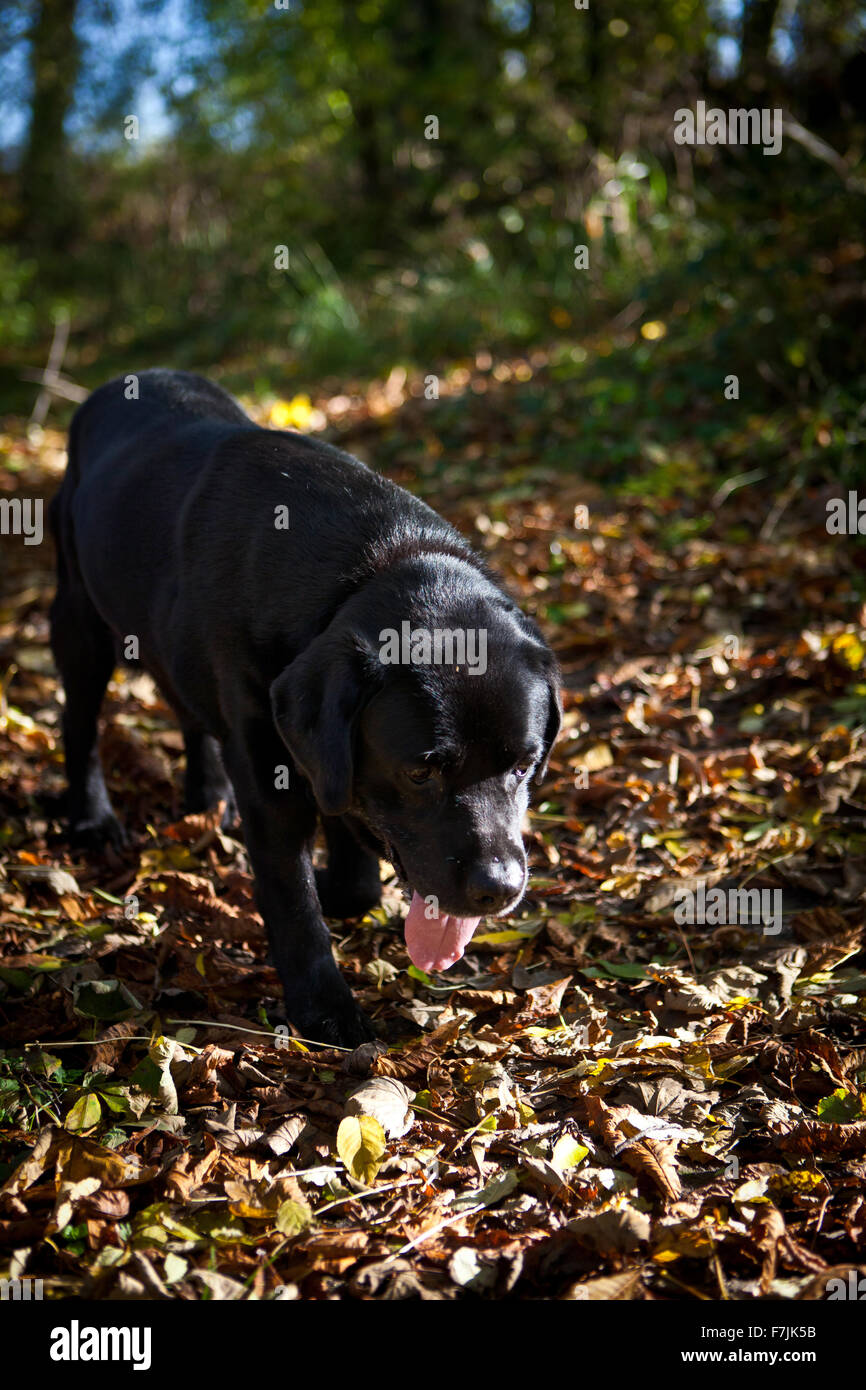Old Black Labrador Retriever High Resolution Stock Photography and ...