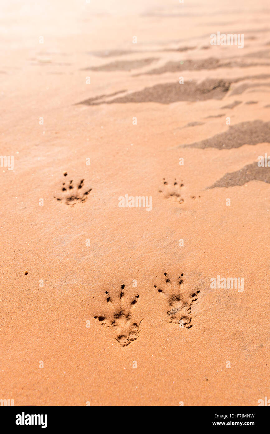 Animal tracks, Grand Gulch Primitive Area, Utah Stock Photo - Alamy