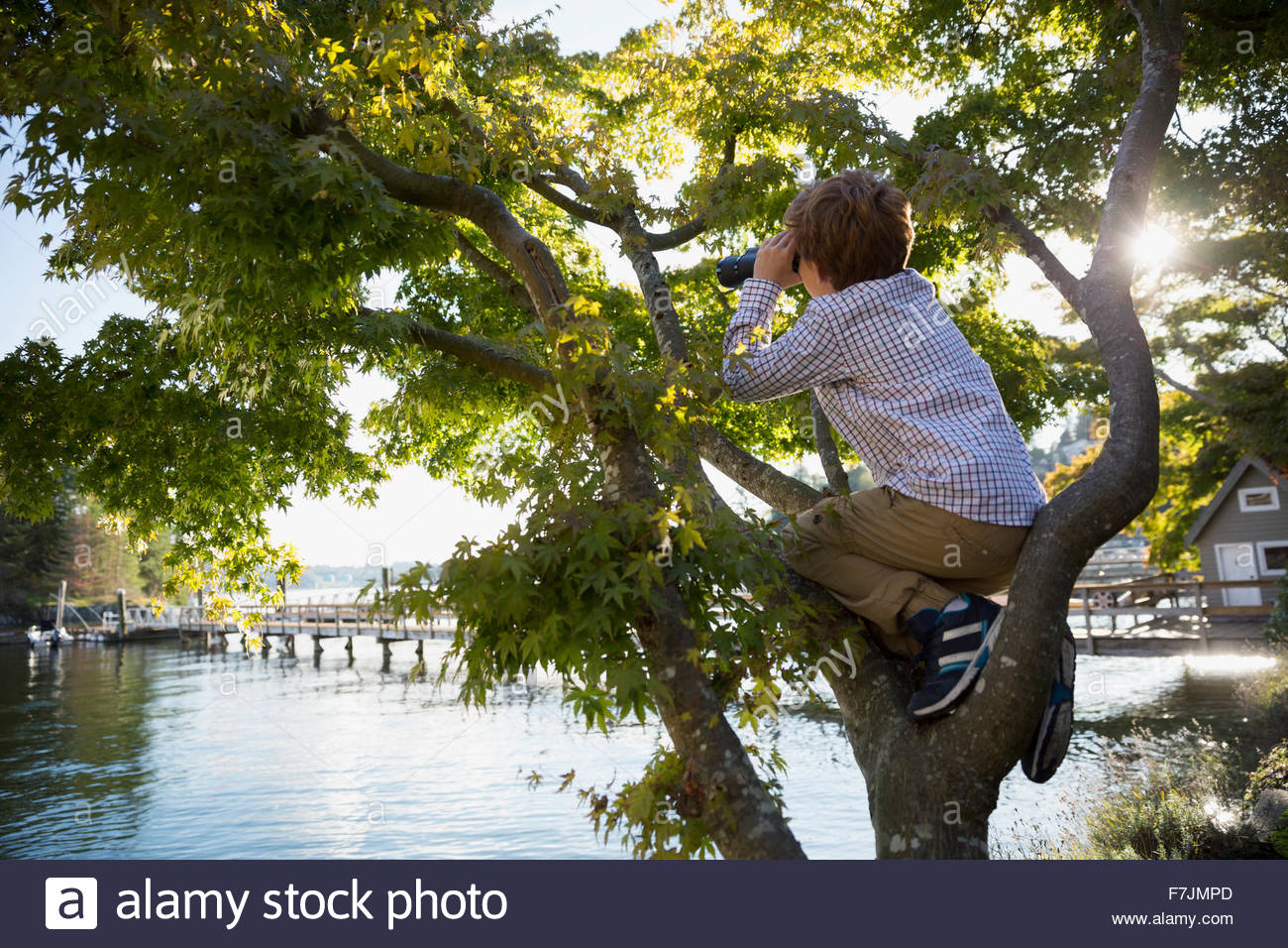 Tree above boy climbing hi-res stock photography and images - Alamy