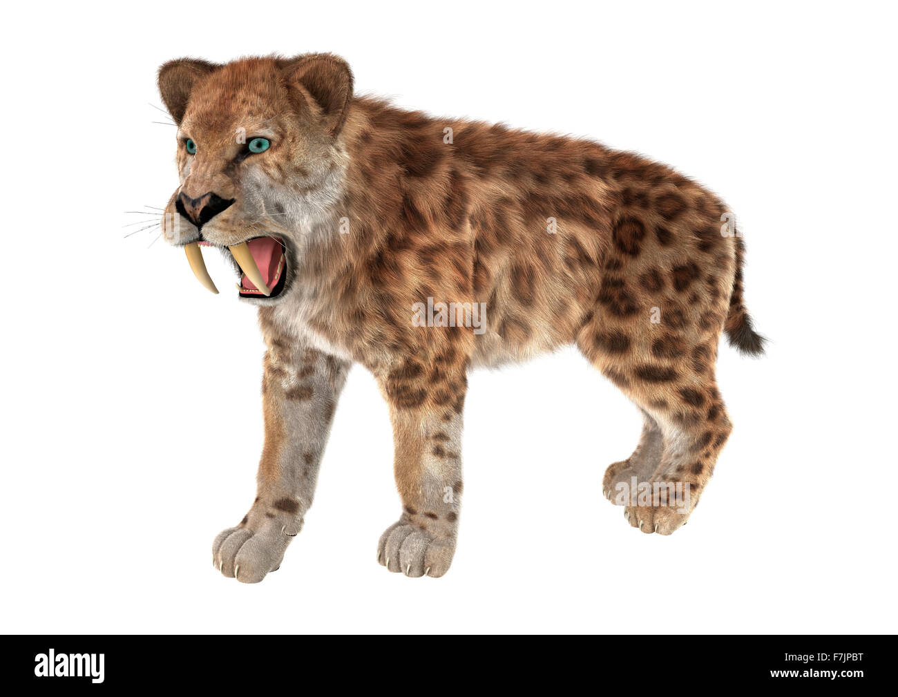 3D digital render of a big cat sabertooth isolated on white background ...