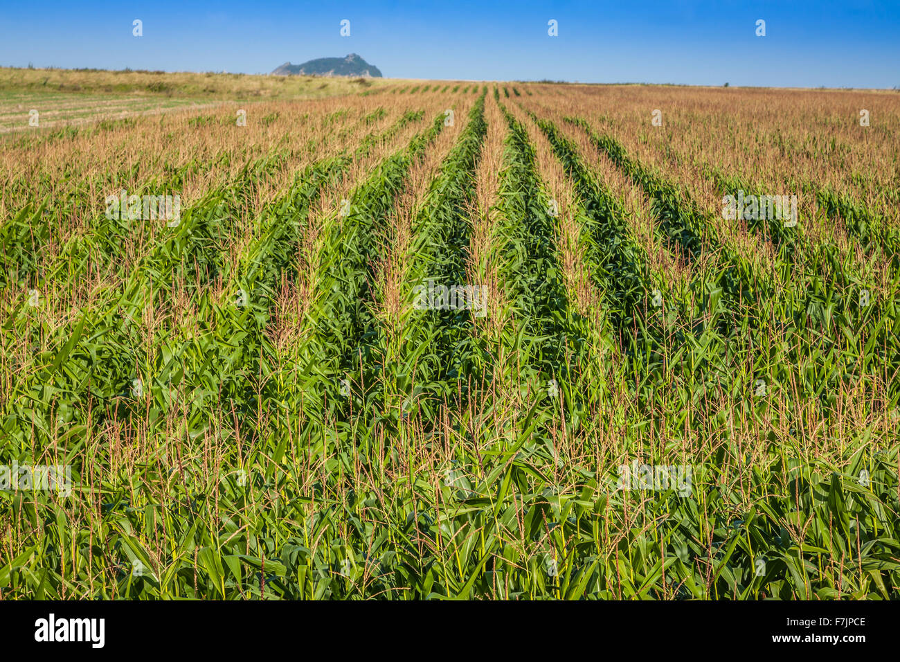 Gricultural field hi-res stock photography and images - Alamy