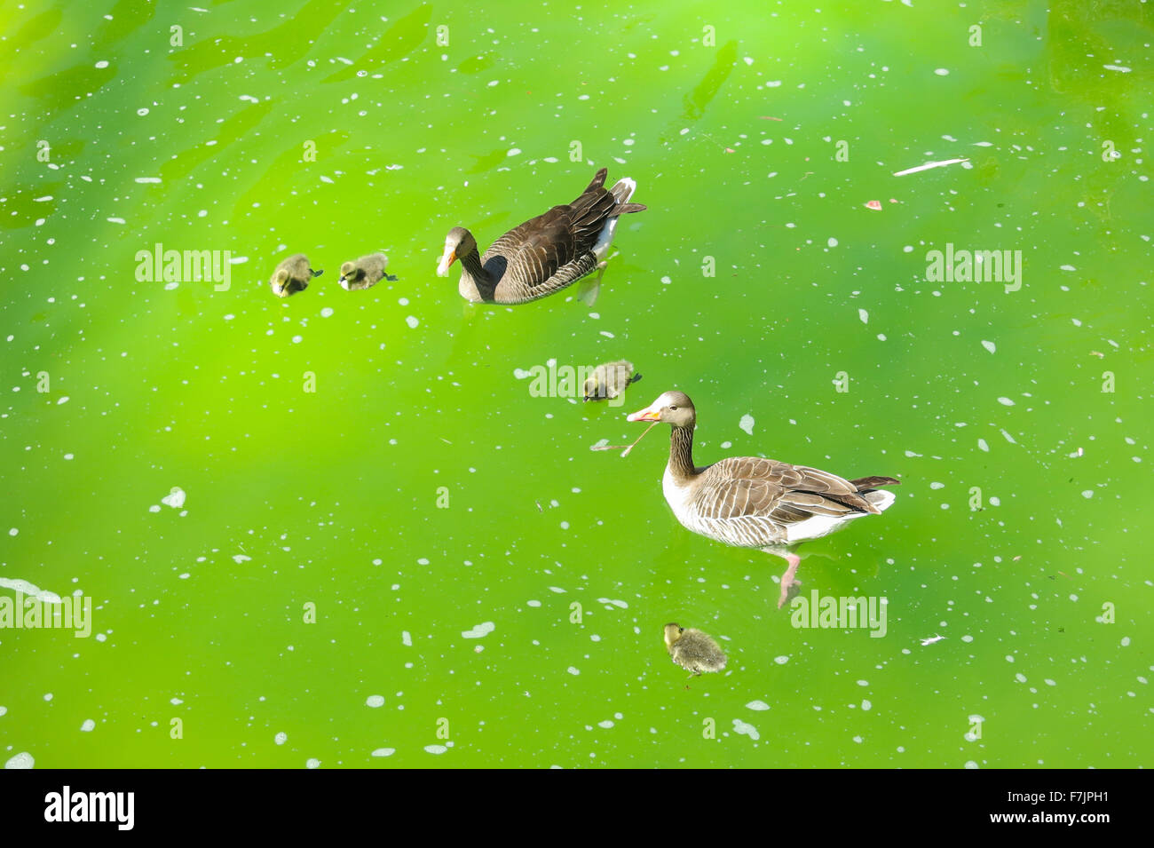 Ducklings swim in a circle hi-res stock photography and images - Alamy
