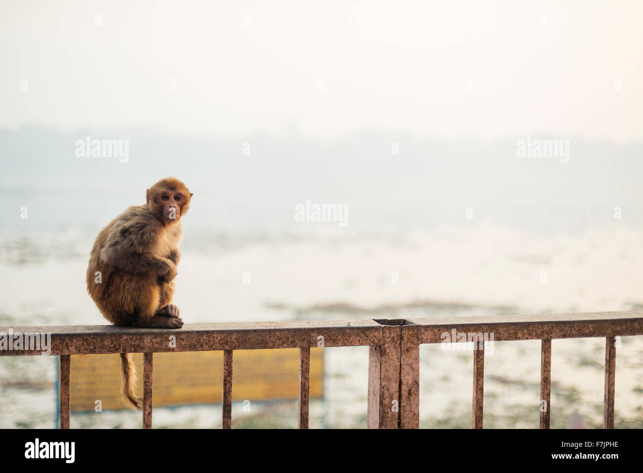 Monkey, Mathura, Uttar Pradesh, India Stock Photo - Alamy