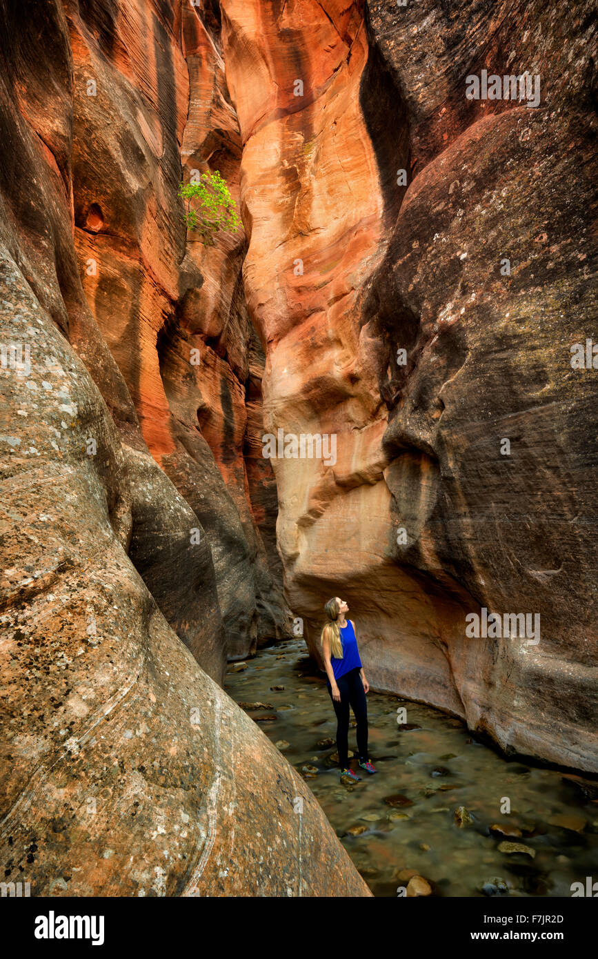 Kanarra Creek Canyon with hiker. Utah. Dixie National Forest Stock ...