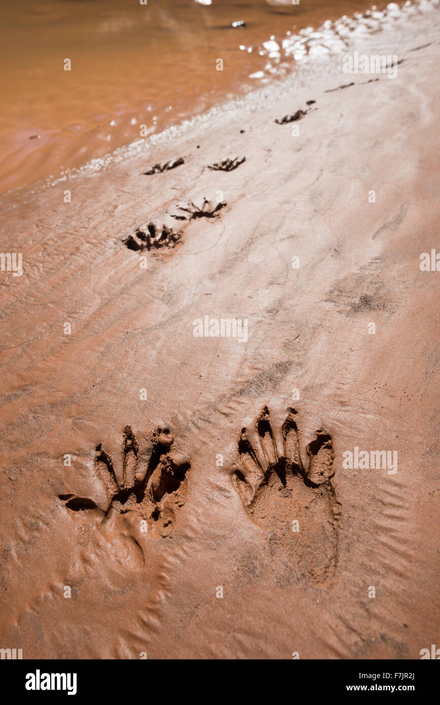 Desert animal tracks hi-res stock photography and images - Alamy
